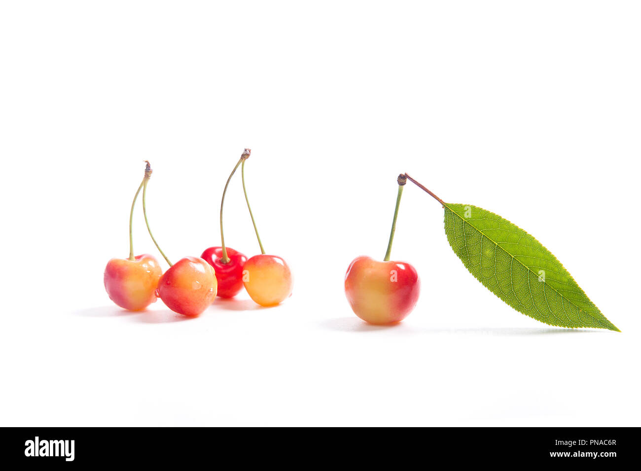 Berries of yellow sweet cherries with green leaf of cherry tree on ...