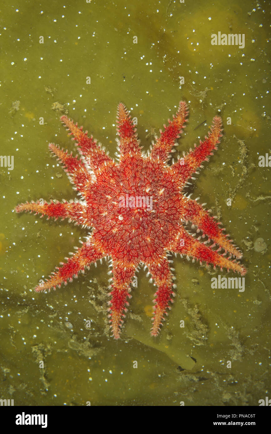 Snowflake Star or Common Sun Star (Crossaster papposus) on laminaria ...