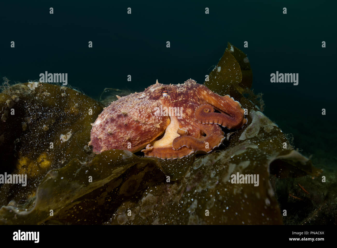 Northern octopus, Horned octopus or Curled octopus (Eledone cirrhosa ...