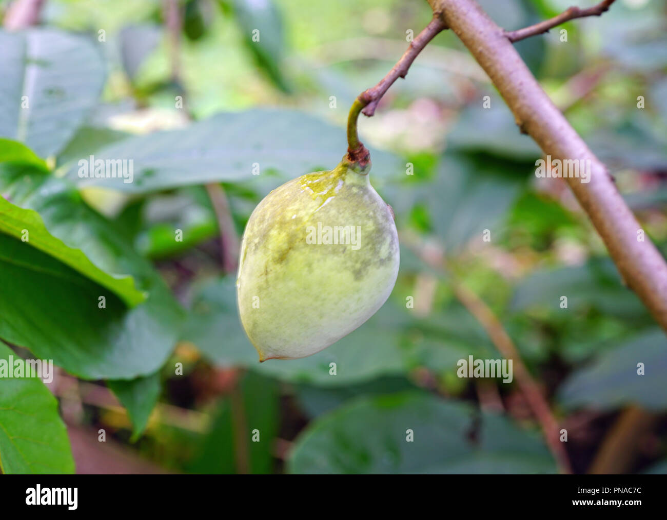 Fruit of the common pawpaw (asimina triloba) growing on a tree Stock ...