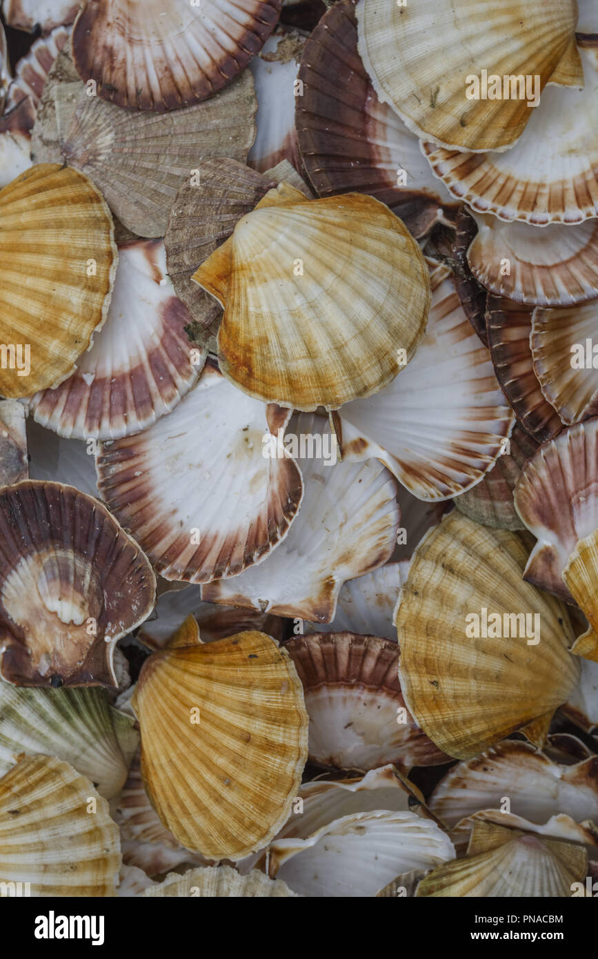 Queen scallop hi-res stock photography and images - Alamy