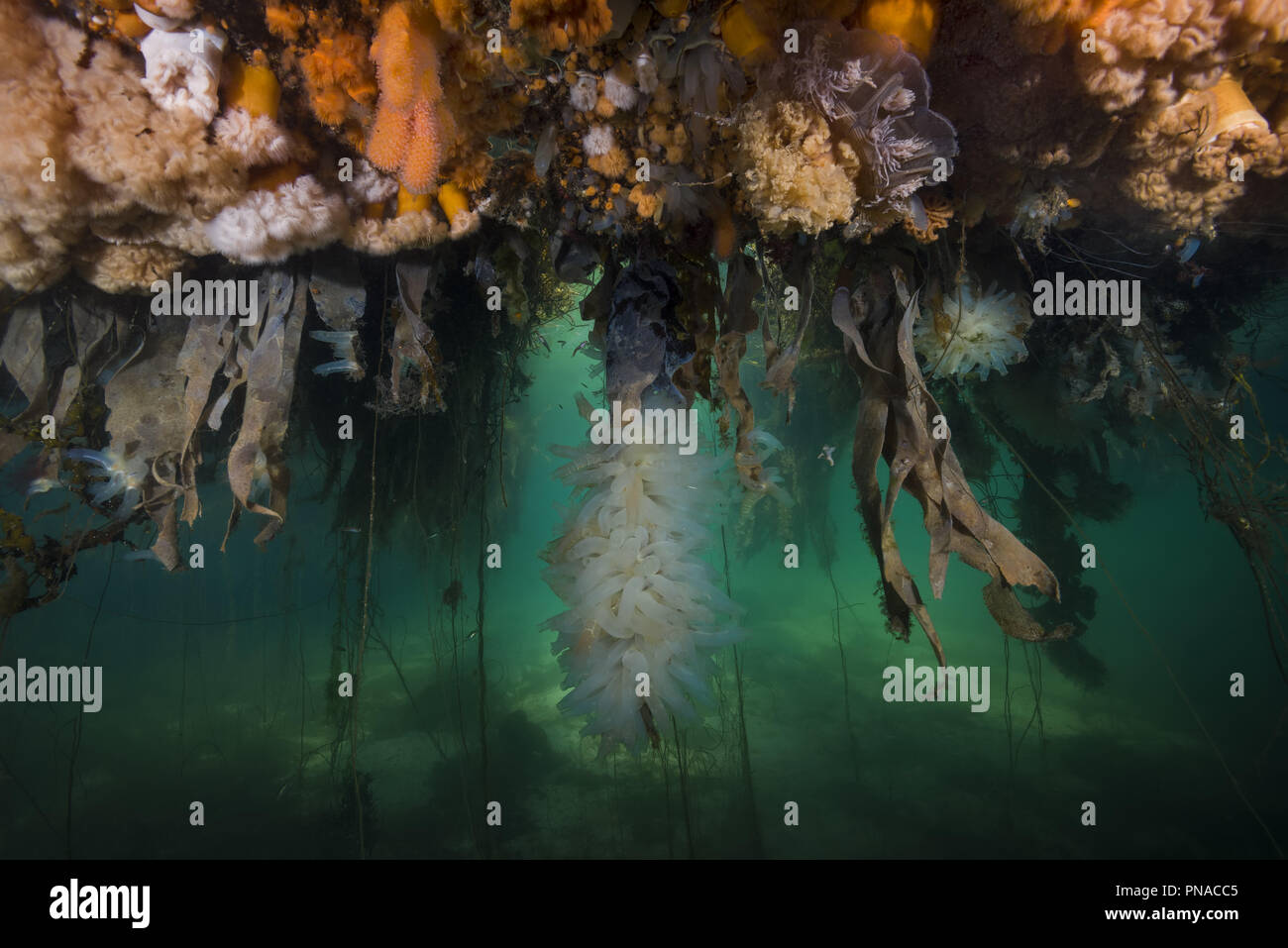 Hanging Gardens of Aegir (Ægir) - colony of Transparent sea squirt or ...