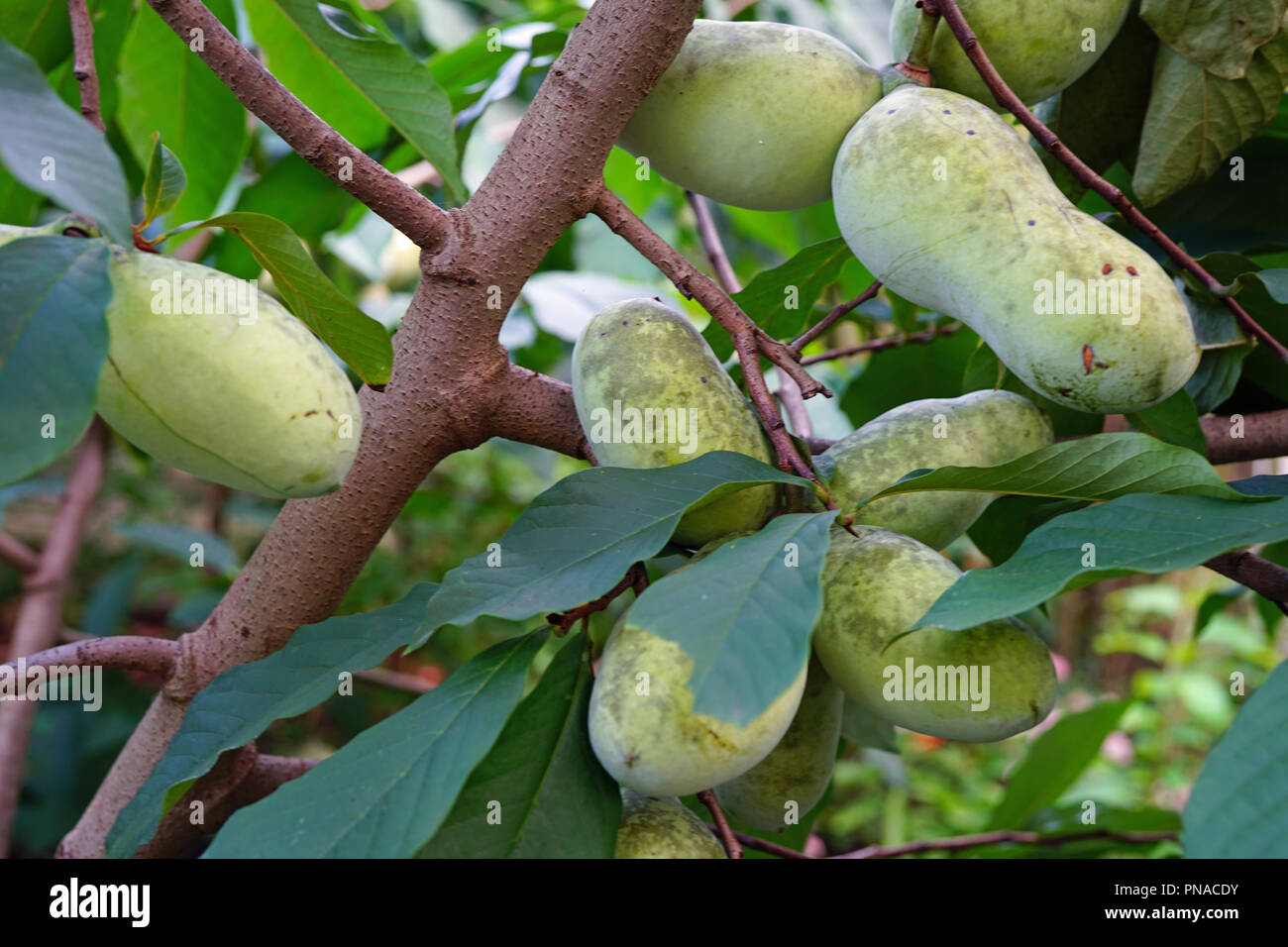 Fruit of the common pawpaw (asimina triloba) growing on a tree Stock ...
