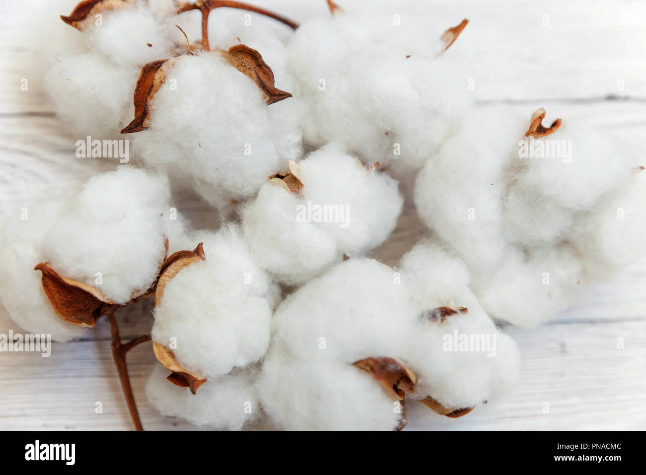 Beautiful white cotton flowers on rustic old vintage white wooden flat ...
