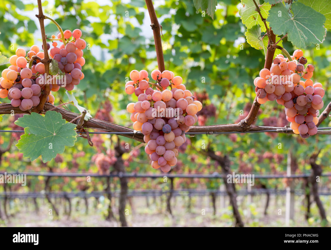 Gewürztraminer grapes hi-res stock photography and images - Alamy