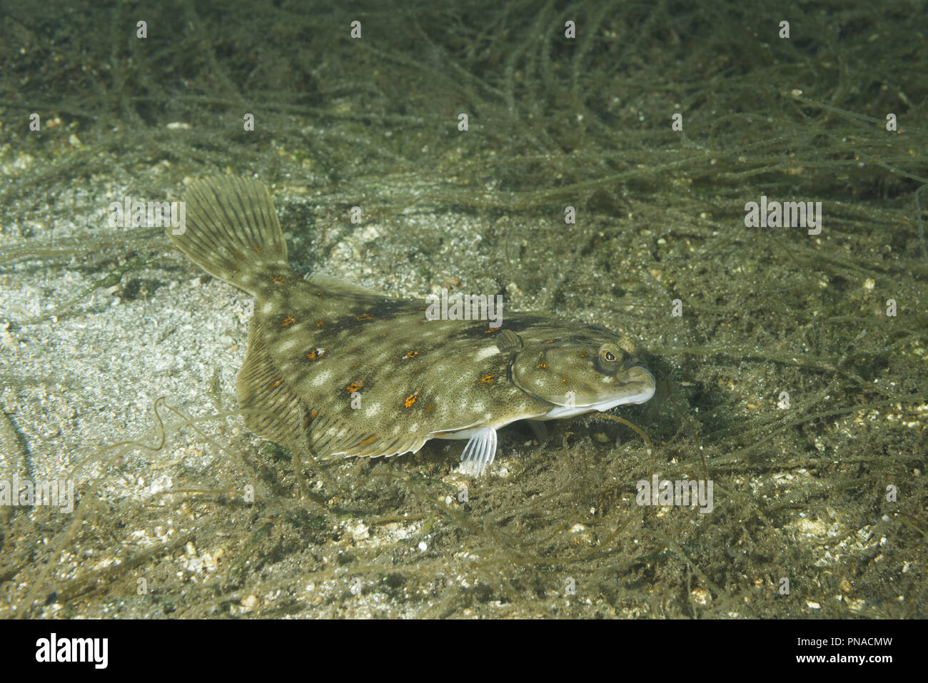 European plaice (Pleuronectes platessa) on algae Stock Photo - Alamy
