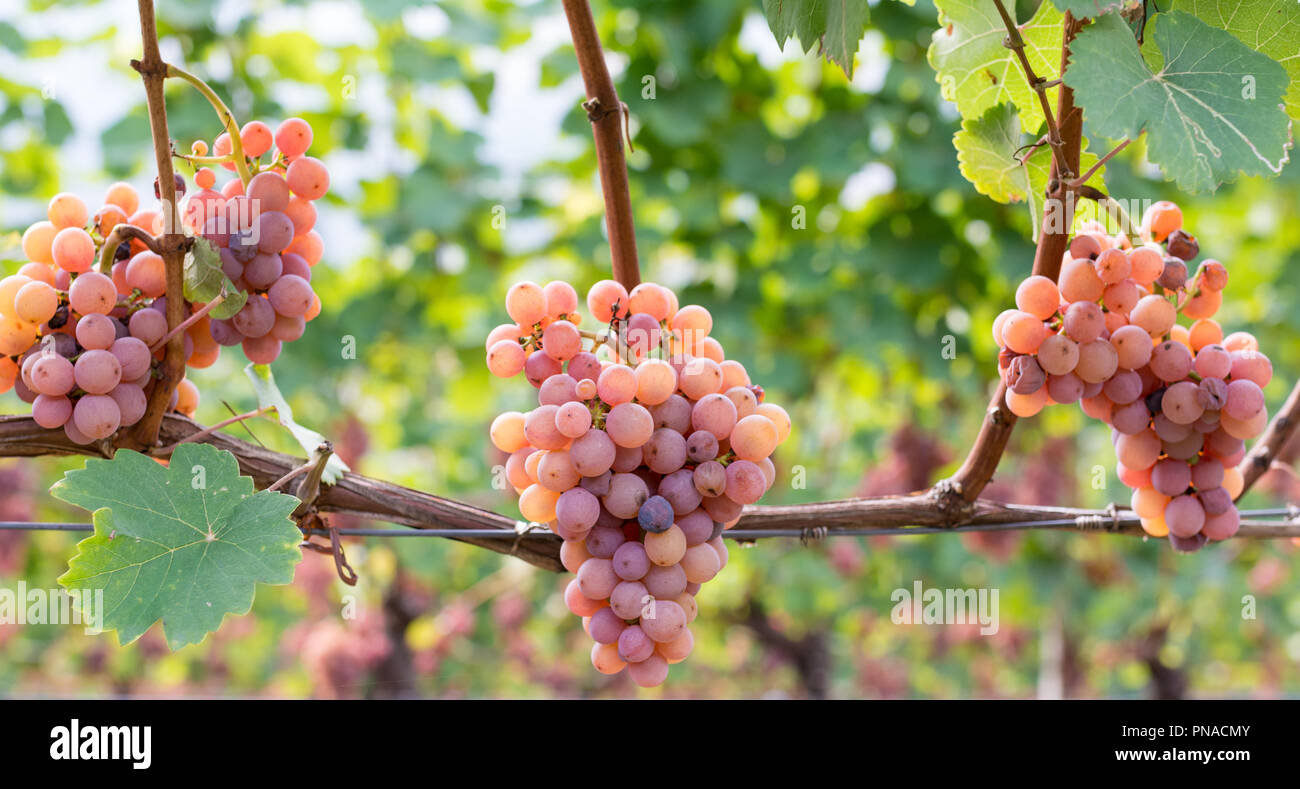 Guyot vine training system hi-res stock photography and images - Alamy