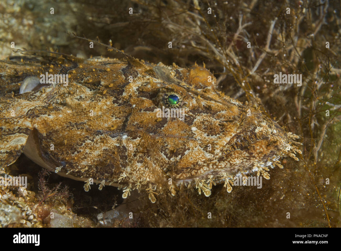 Portrait of Monkfish or Angler fish (Lophius piscatorius) lies on the ...