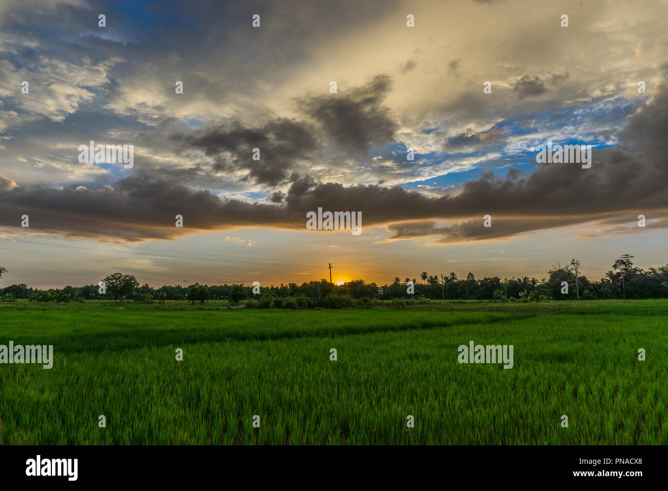 Sunset paddy fields hi-res stock photography and images - Alamy