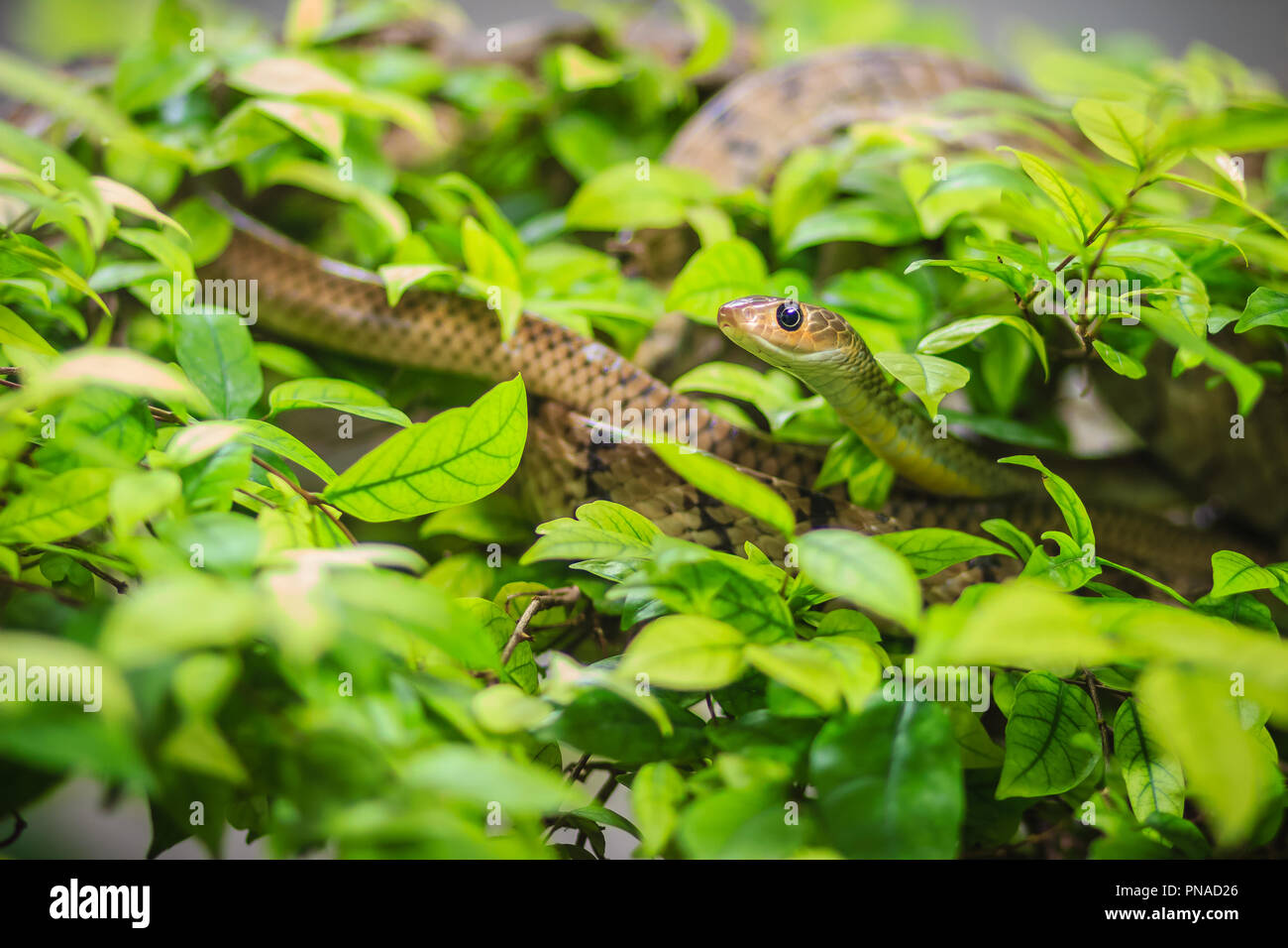 Cute Indochinese rat snake (Ptyas korros) is slithering on tree with ...