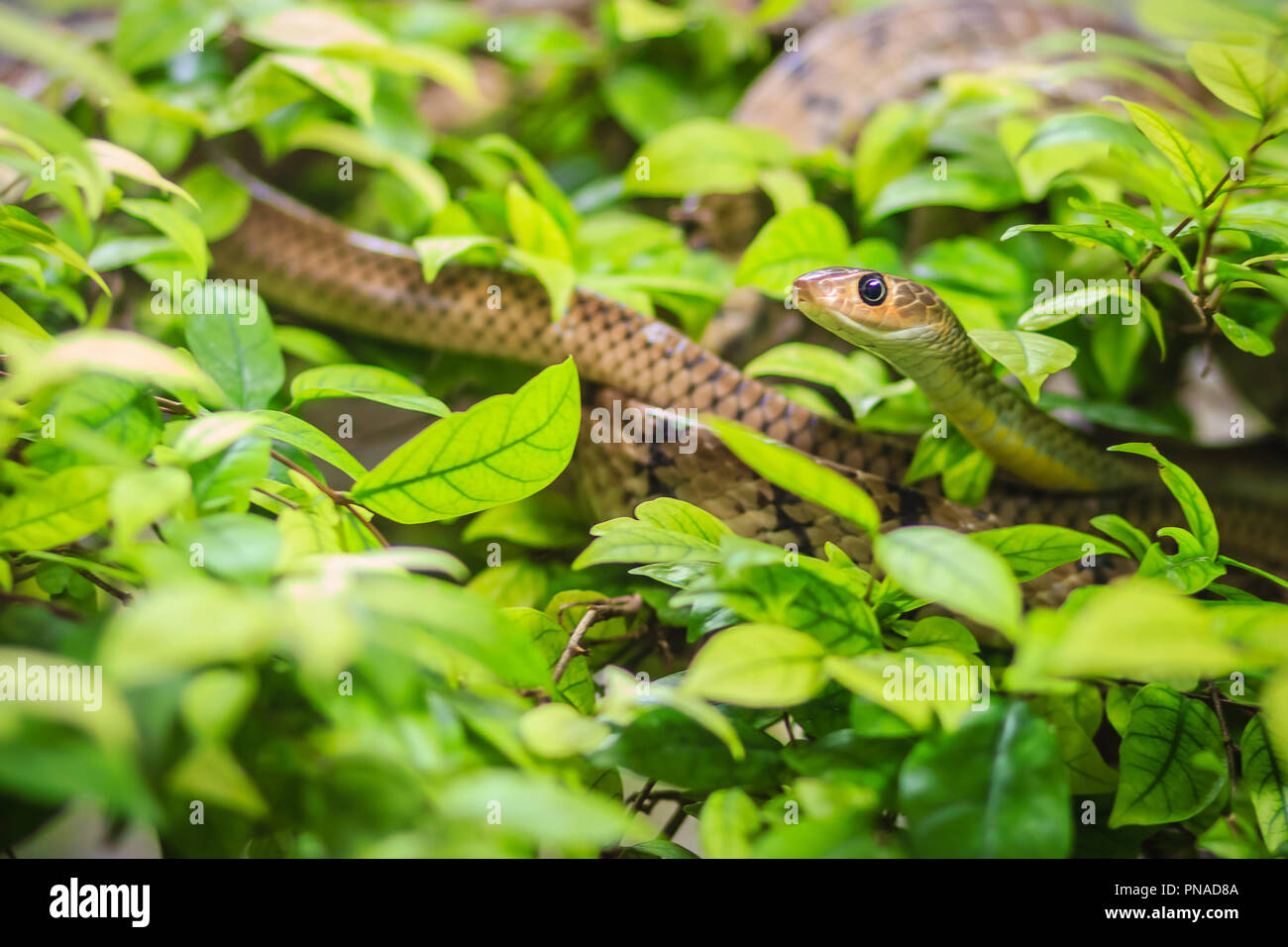 Cute Indochinese rat snake (Ptyas korros) is slithering on tree with ...