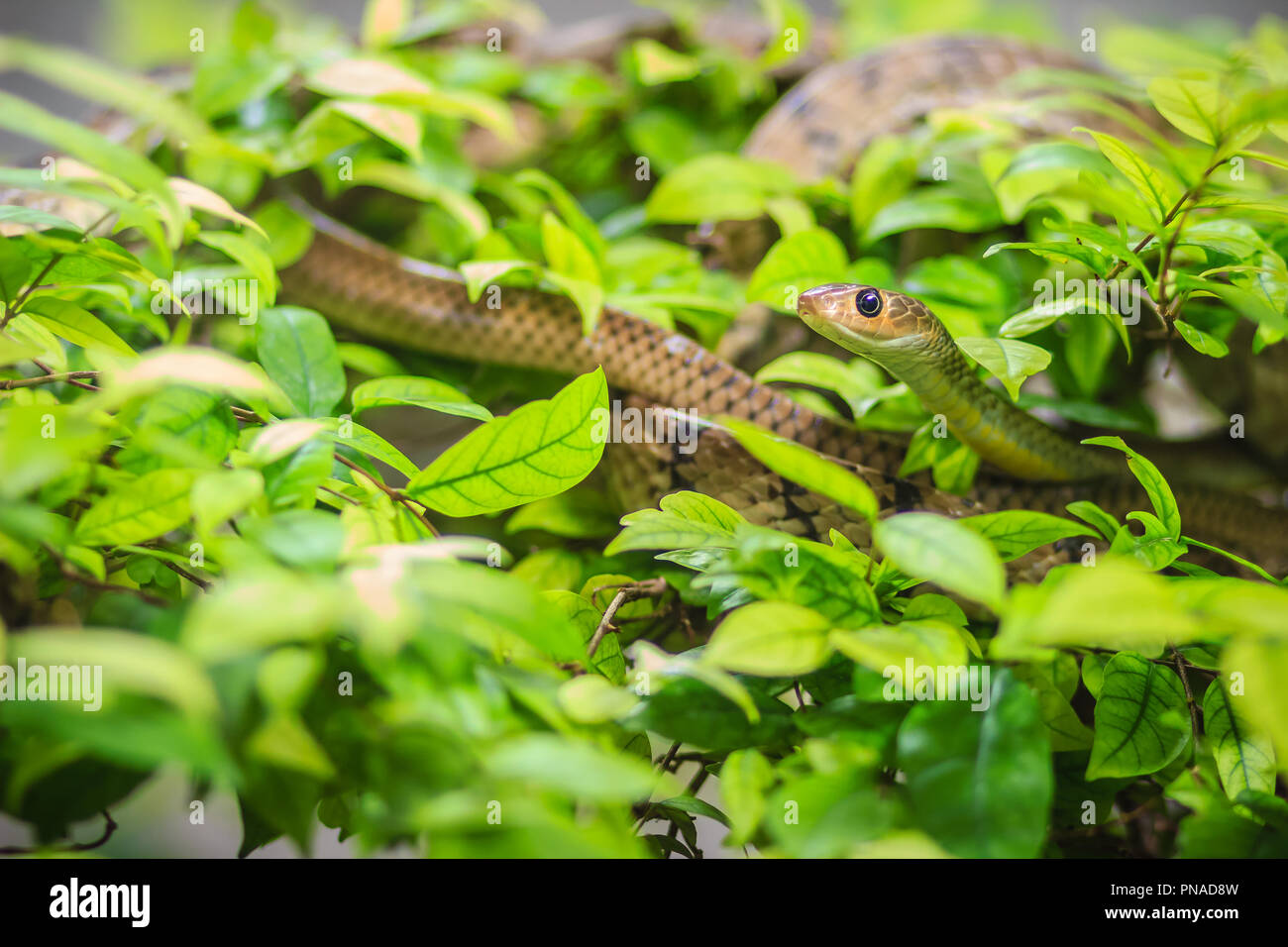 Cute Indochinese rat snake (Ptyas korros) is slithering on tree with ...