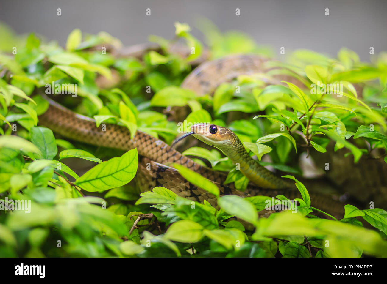 Cute Indochinese rat snake (Ptyas korros) is slithering on tree with ...