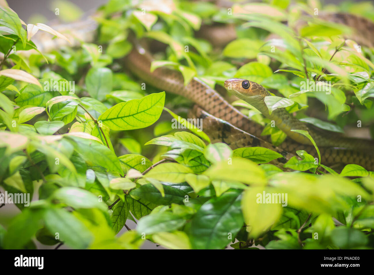 Cute Indochinese rat snake (Ptyas korros) is slithering on tree with ...