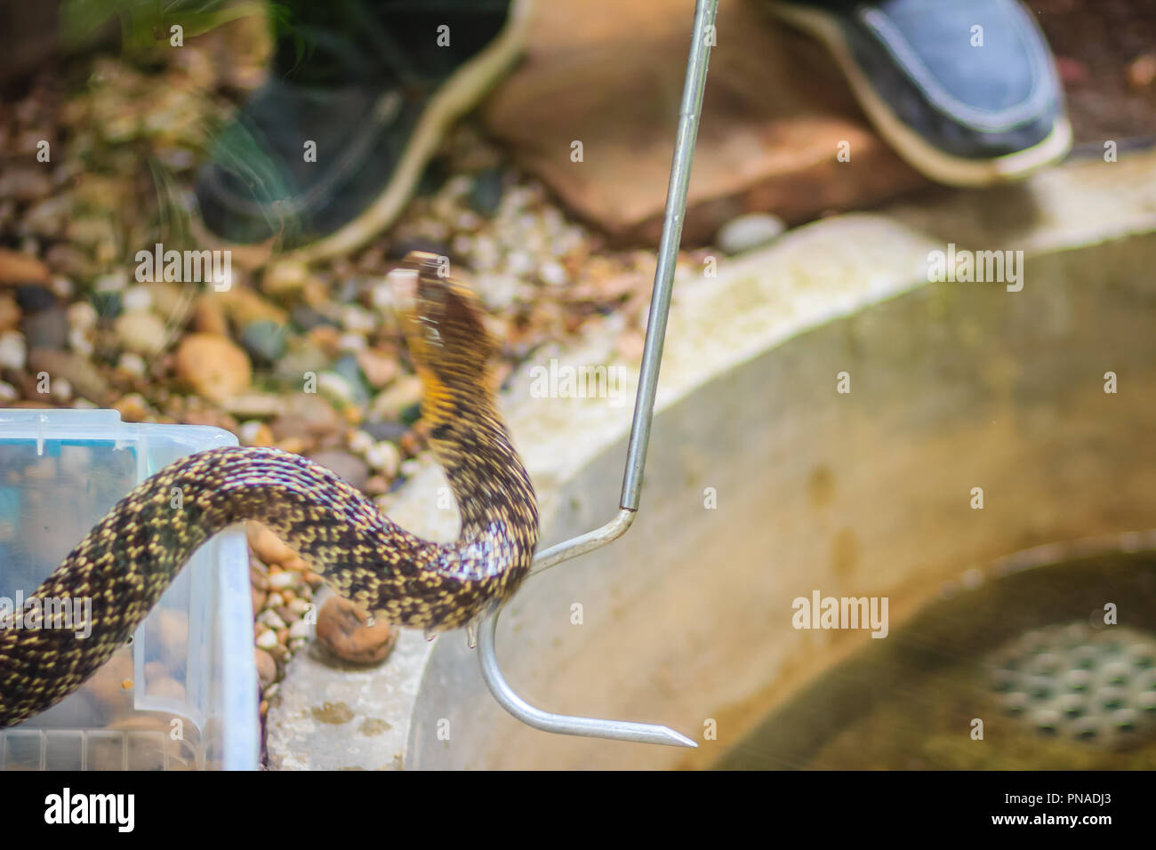 Green keelback hi-res stock photography and images - Alamy