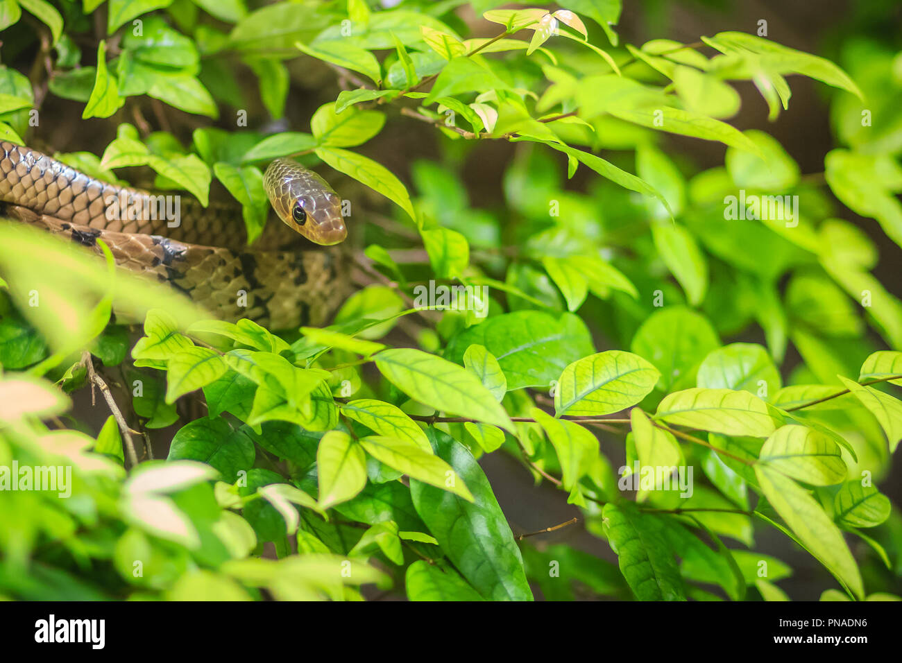 Cute Indochinese rat snake (Ptyas korros) is slithering on tree with ...