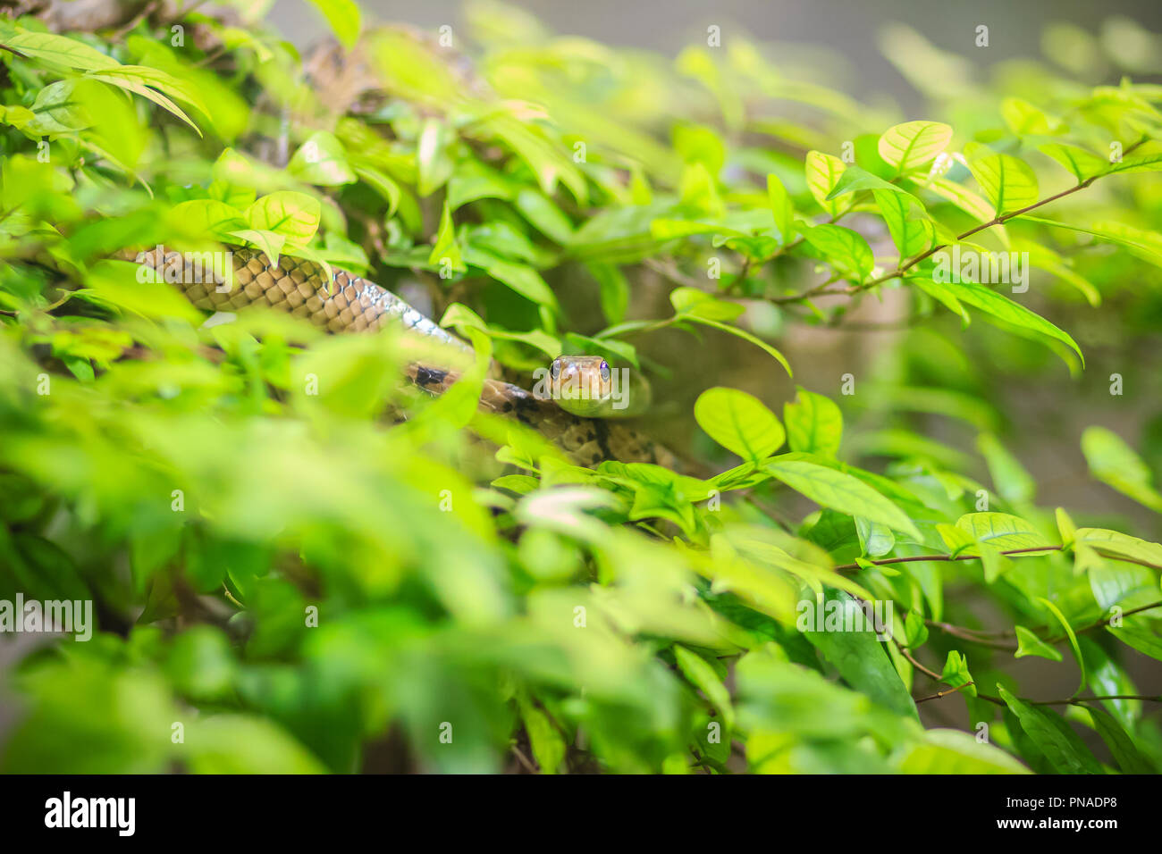 Cute Indochinese rat snake (Ptyas korros) is slithering on tree with ...