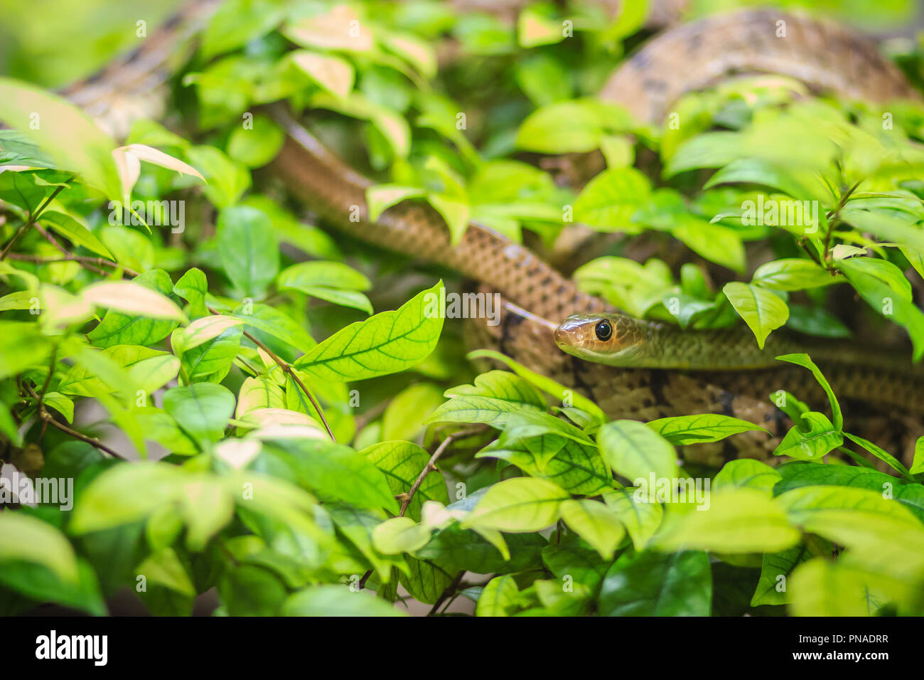 Cute Indochinese rat snake (Ptyas korros) is slithering on tree with ...