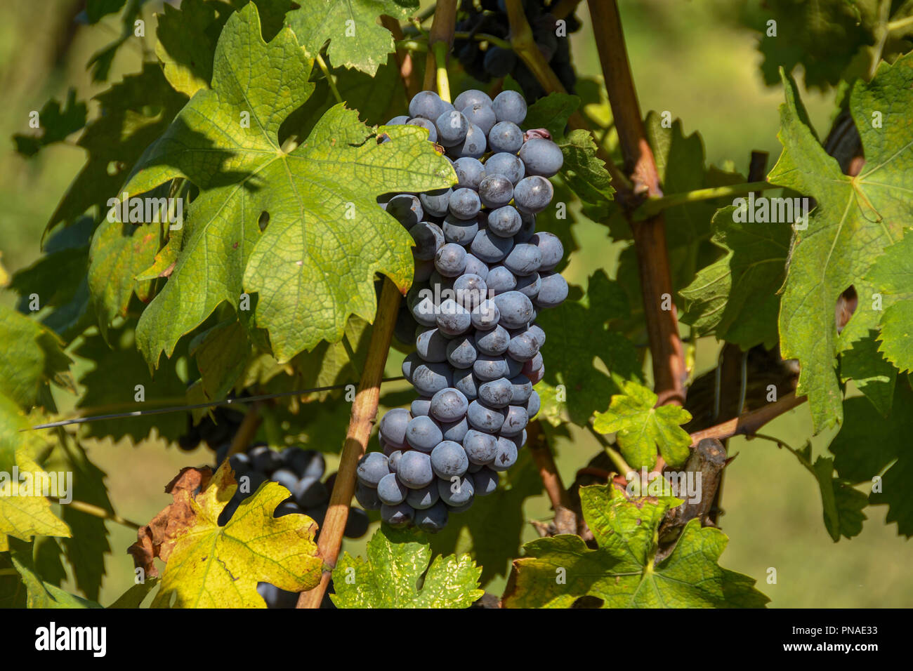 Plump grapes hi-res stock photography and images - Alamy