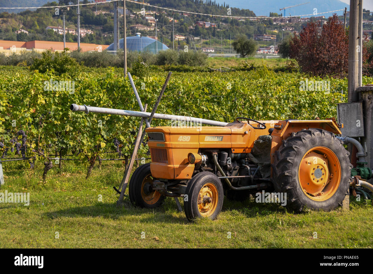 View of vineyard at lake garda hi-res stock photography and images - Alamy