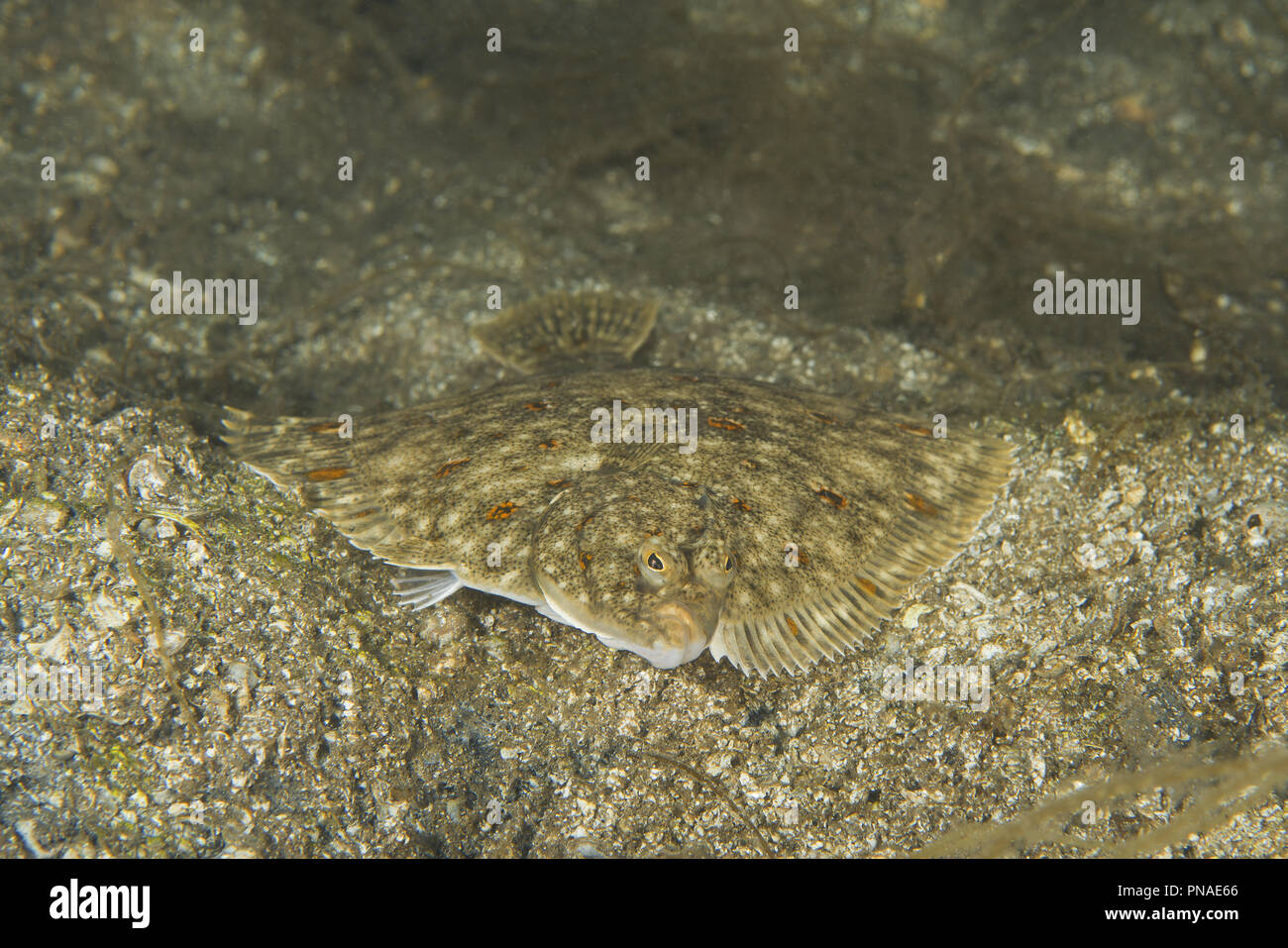 European plaice fish pleuronectes platessa hi-res stock photography and ...