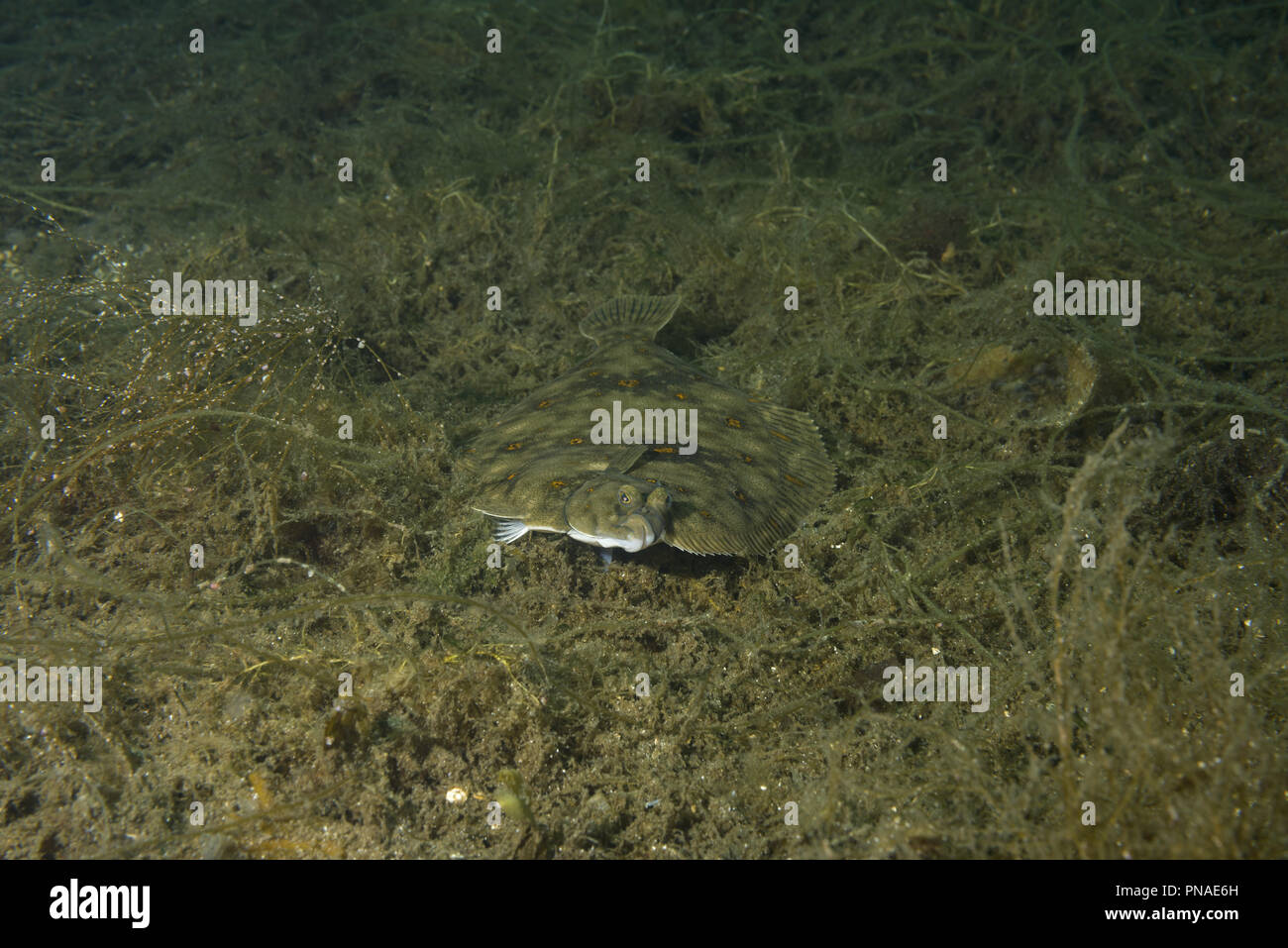 European plaice hi-res stock photography and images - Alamy