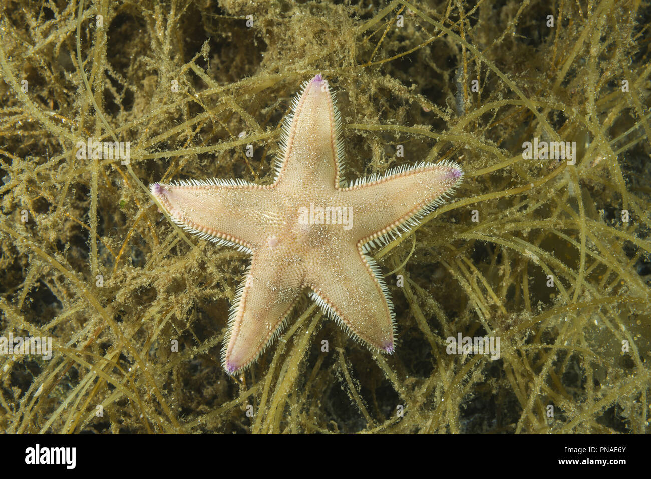 Sand Star(Astropecten platyacanthus) on algae Stock Photo - Alamy