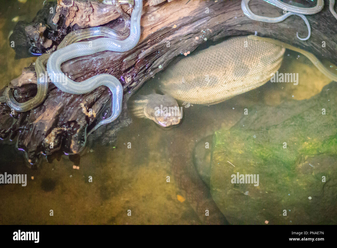 Group of water snakes (Homalopsidae) and their common name are water ...