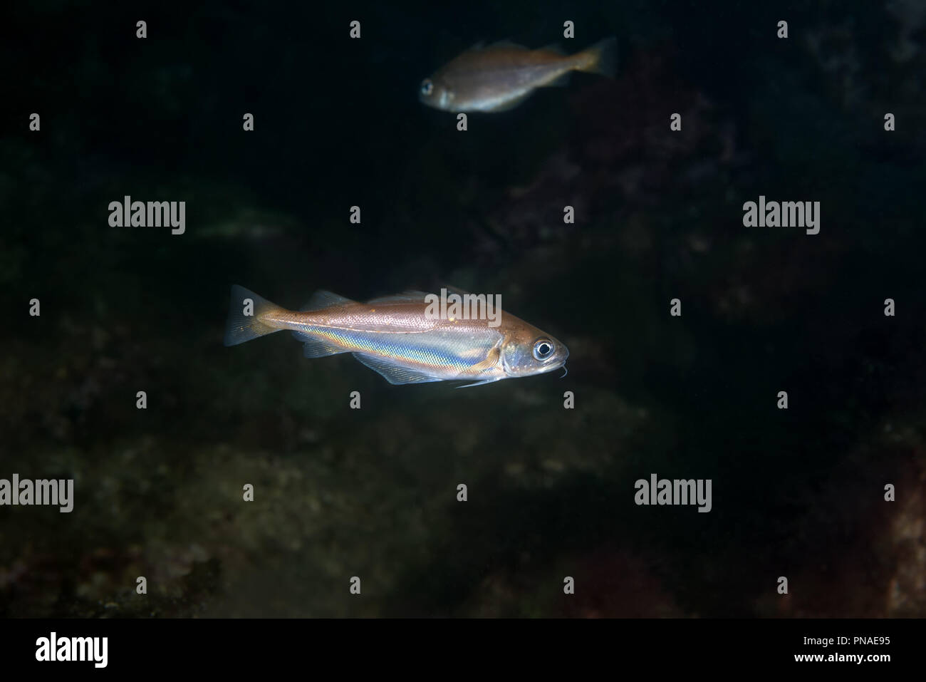 Poor Cod or Capelin (Trisopterus Minutus Stock Photo - Alamy