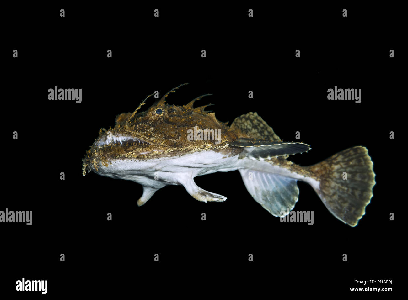 Lophius piscatorius hi-res stock photography and images - Alamy
