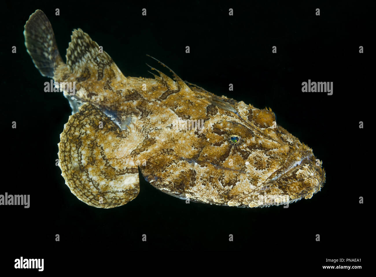 Lophius piscatorius hi-res stock photography and images - Alamy