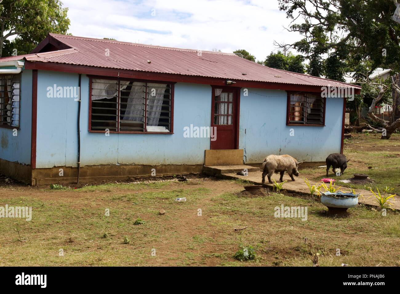 A Tongan house inside a village which has pigs outside of it. Pigs are ...