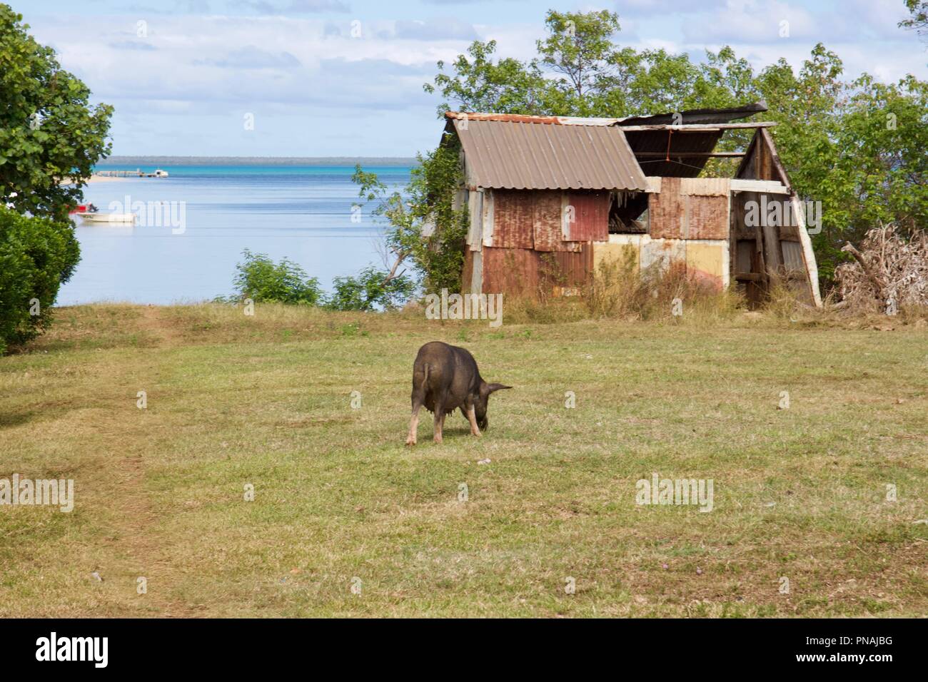 Tongan pig hi-res stock photography and images - Alamy