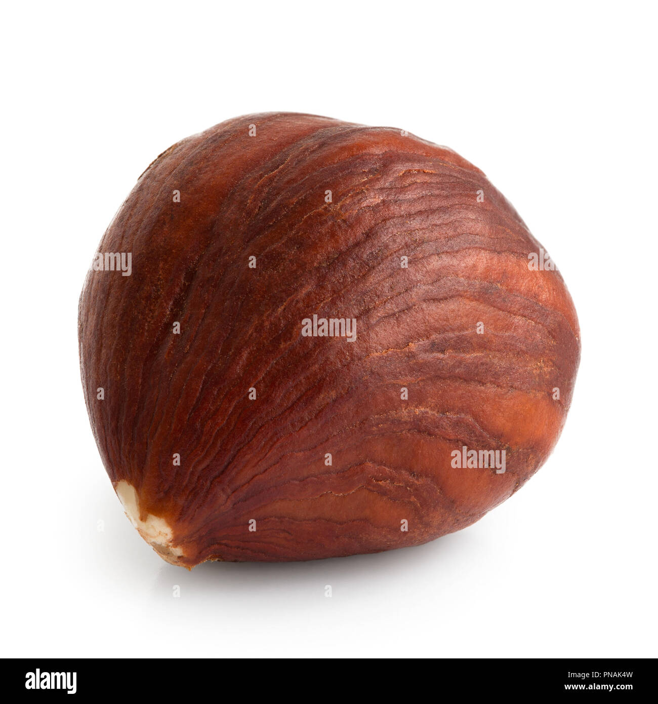 Single hazelnut with skin isolated on white. Closeup Stock Photo - Alamy