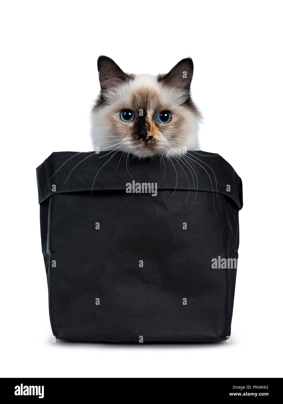 Naughty tortie Sacred Birman cat kitten sitting in black paper back ...