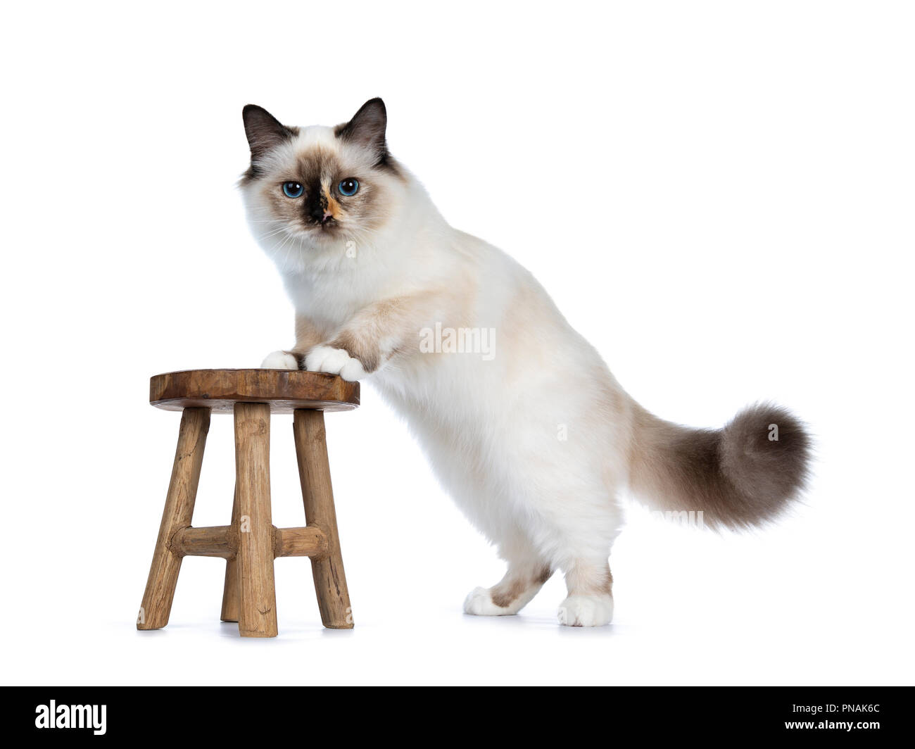 Naughty tortie Sacred Birman cat kitten standing side ways with front ...