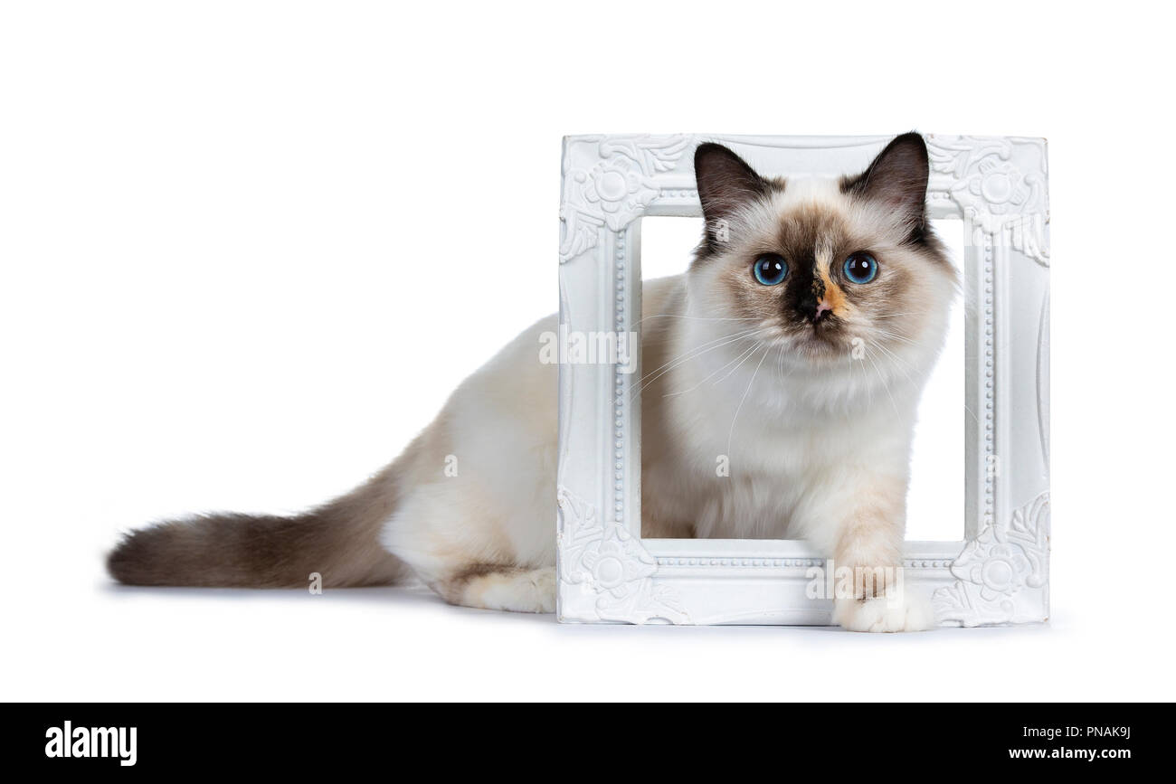 Naughty tortie Sacred Birman cat kitten standing / walking side ways ...