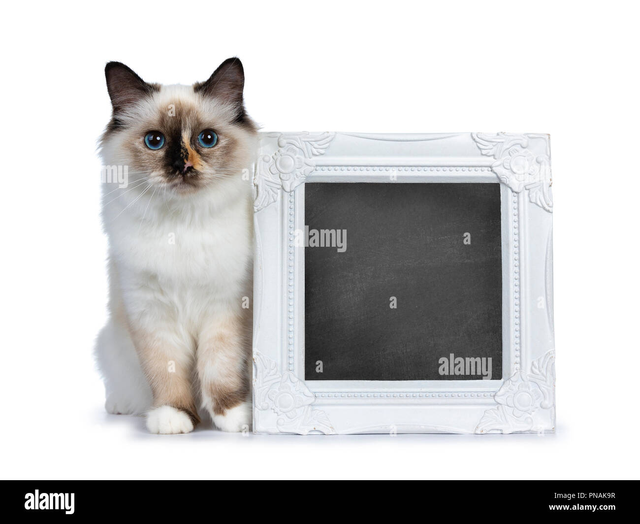 Naughty tortie Sacred Birman cat kitten sitting beside white photo ...
