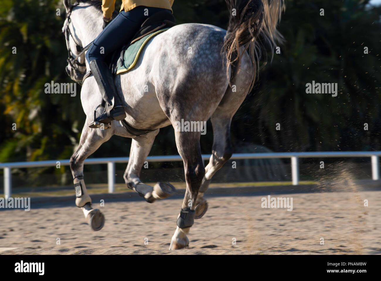 Cantering horse hi-res stock photography and images - Alamy