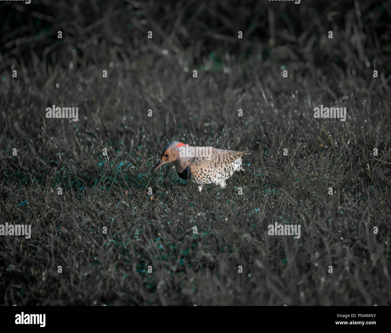 Red Tailed Finch High Resolution Stock Photography and Images - Alamy