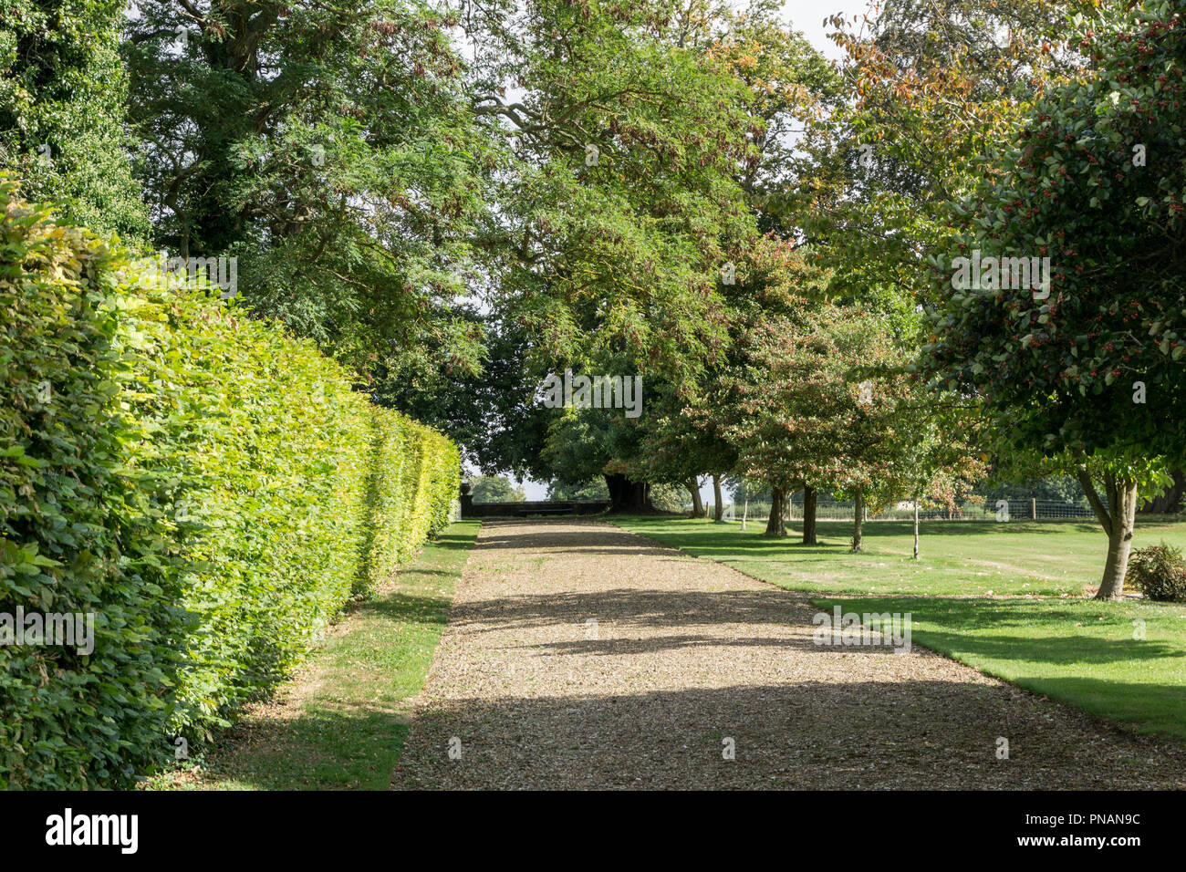 Tree lined drive in the grounds of Weston Hall, the country seat of the ...