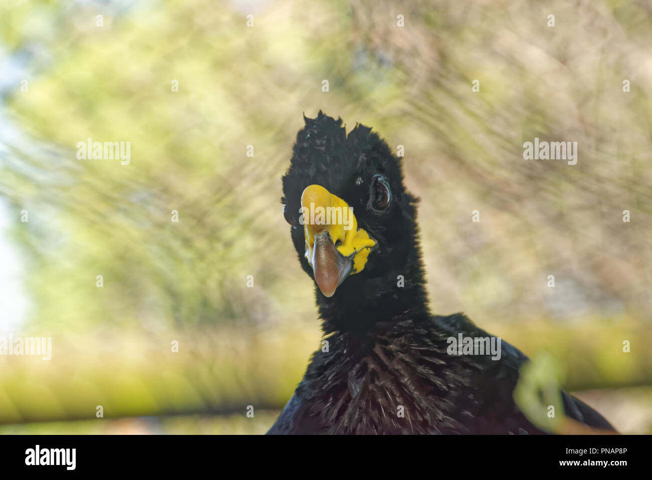 The great curassow (Crax rubra) is a large, pheasant-like bird Stock ...