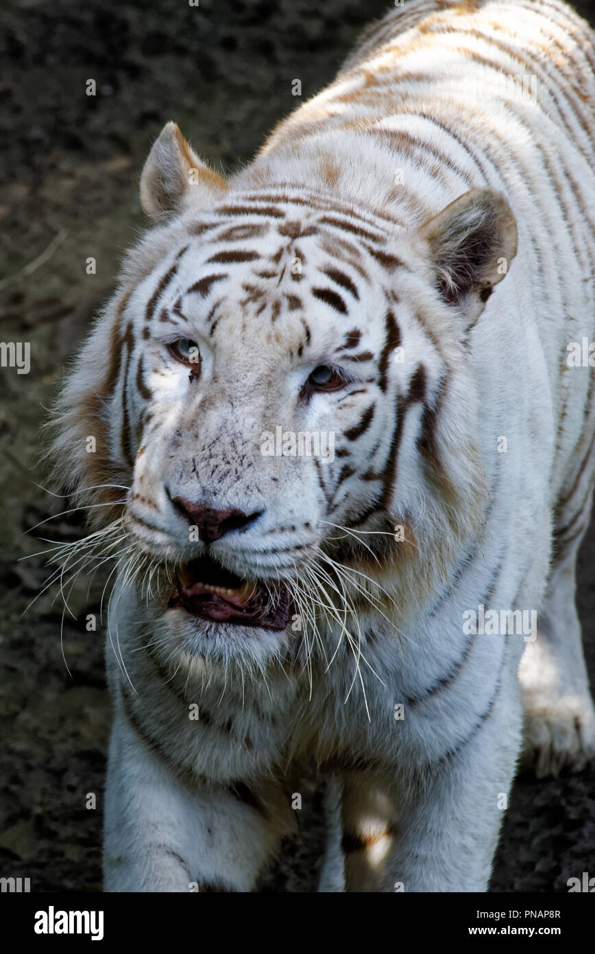 The white tiger or bleached tiger is a pigmentation variant of the ...