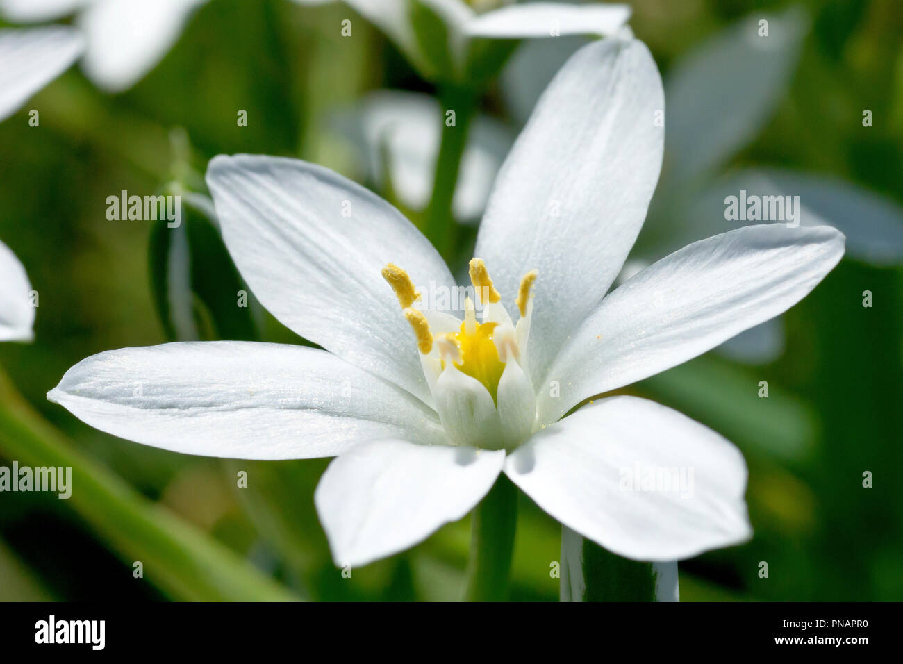 Ornithogalum star bethlehem in hi-res stock photography and images - Alamy