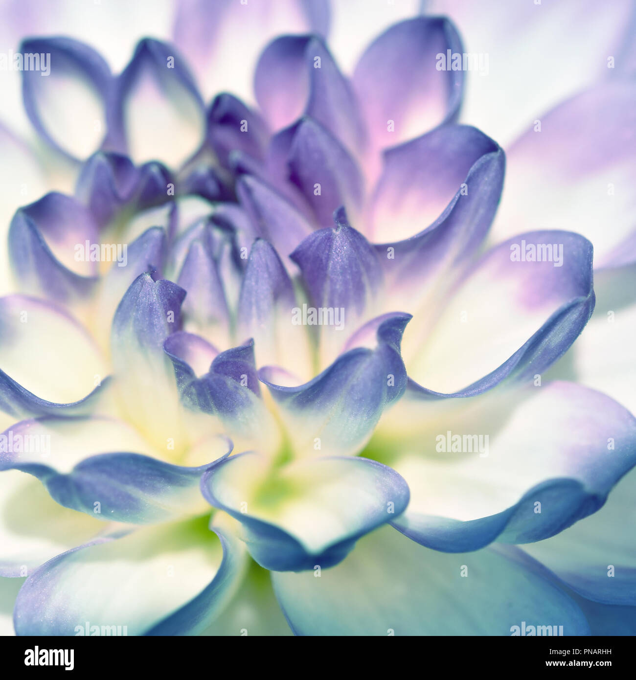 Rose petal inside hi-res stock photography and images - Alamy