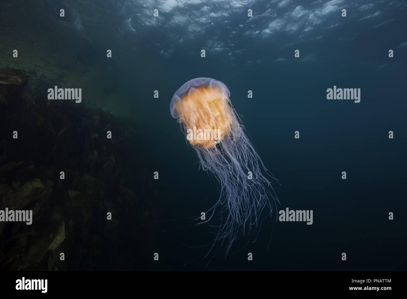 Lions mane jellyfish hi-res stock photography and images - Alamy