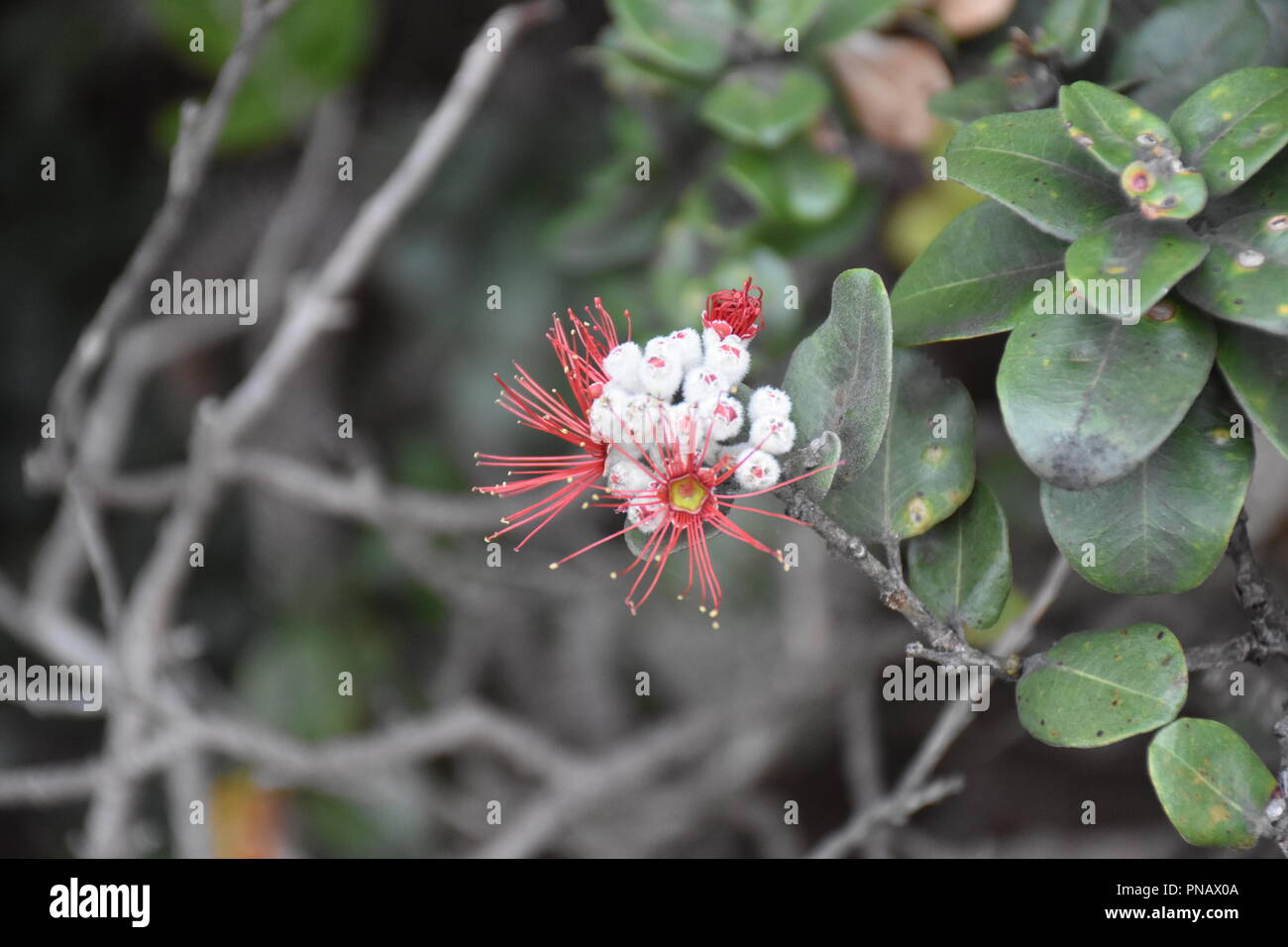 Red ohia flower hi-res stock photography and images - Alamy