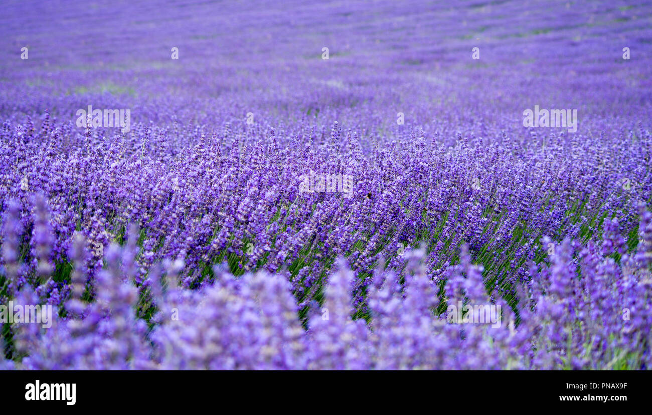 Lordington lavender field hi-res stock photography and images - Alamy