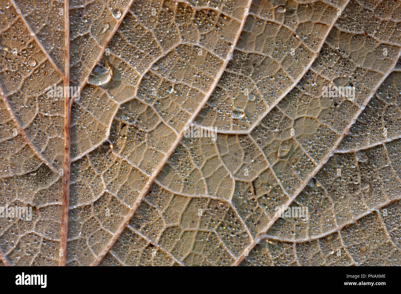 Plant vein anatomy hi-res stock photography and images - Alamy