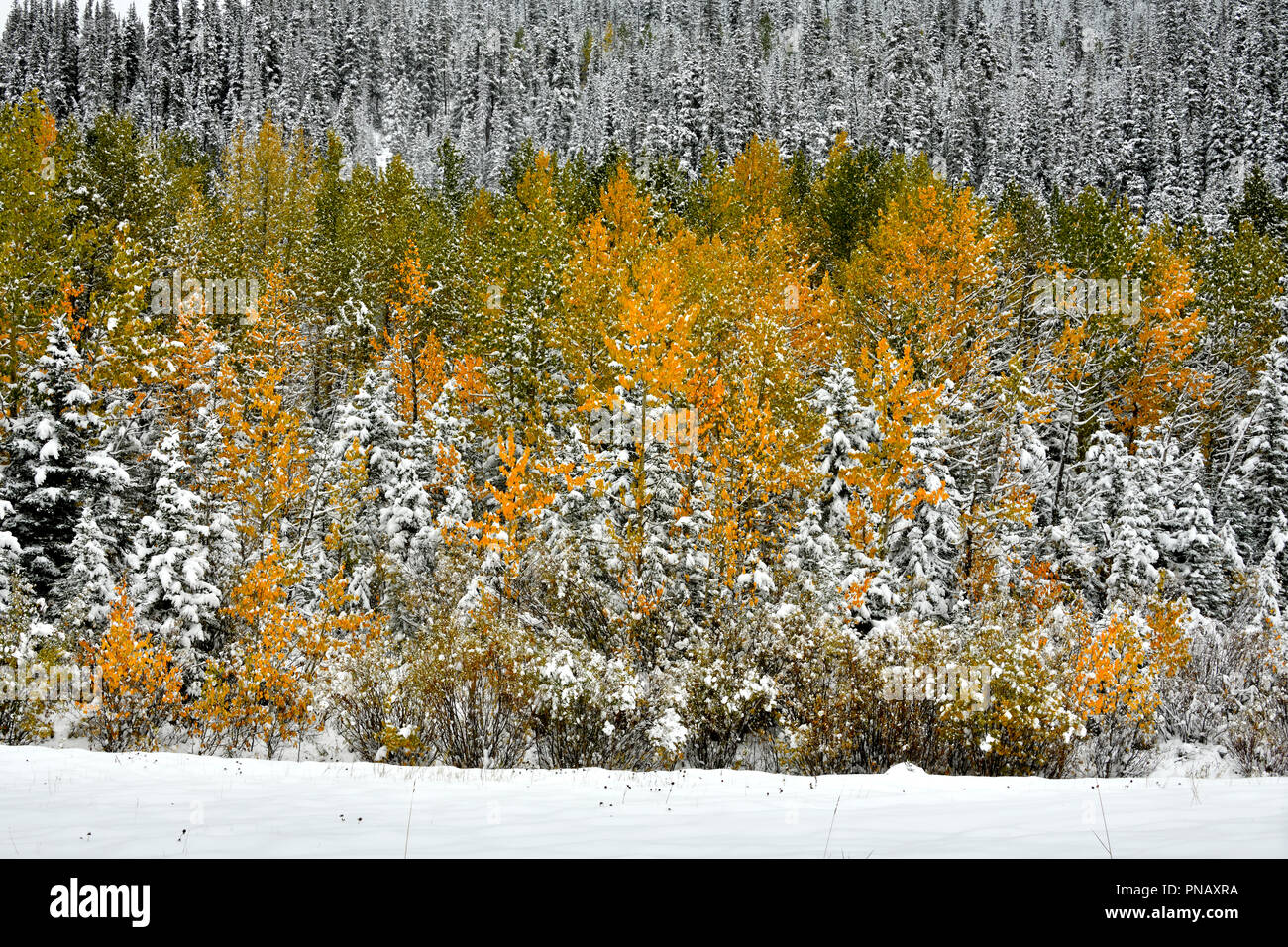 A nature landscape image of colorful vegetation with an early autumn ...